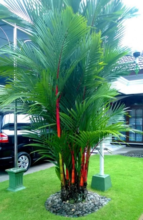 Menanam Dan Budidaya Palem Merah Menanam Dan Budidaya Palem Merah